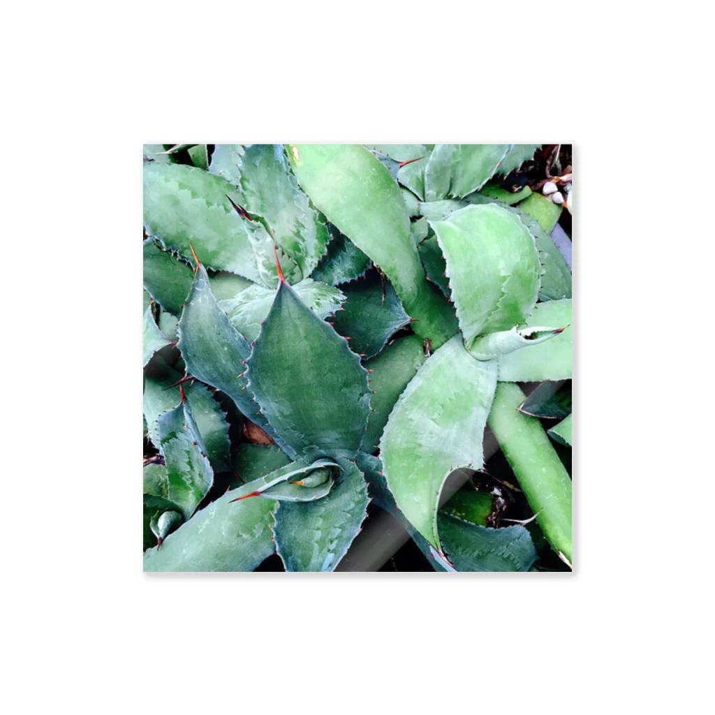 アガベ / TSUMIKUSAのステッカー通販 ∞ SUZURI（スズリ）