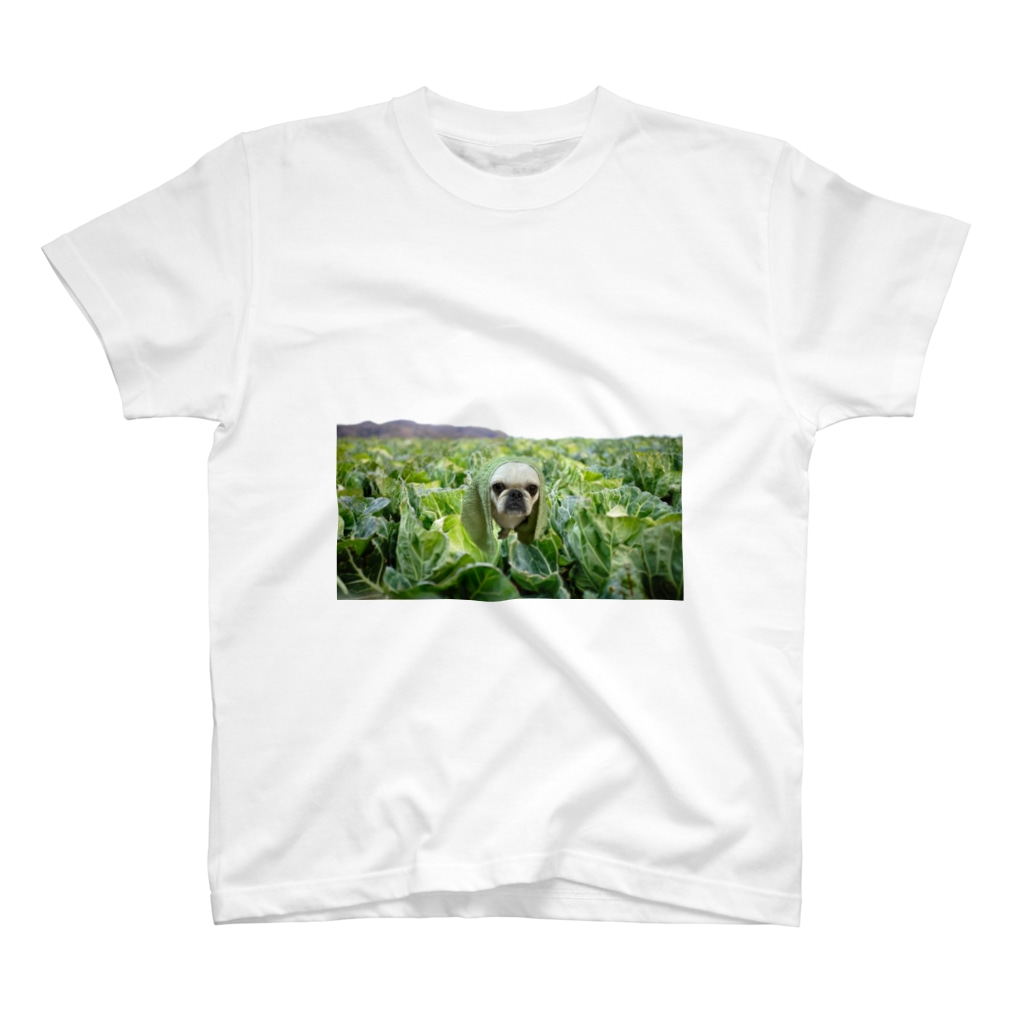 キャベツ畑の妖精 / yamappi_2525のスタンダードTシャツ通販 ∞ SUZURI（スズリ）